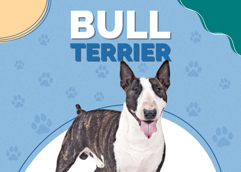 Bull Terrier Dog Breed: Info, Pictures, Personality & More | Hepper Pet ...