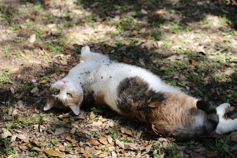 Tortoiseshell Cat vs Calico Cat: Coat Patterns Explained | Hepper Pet ...