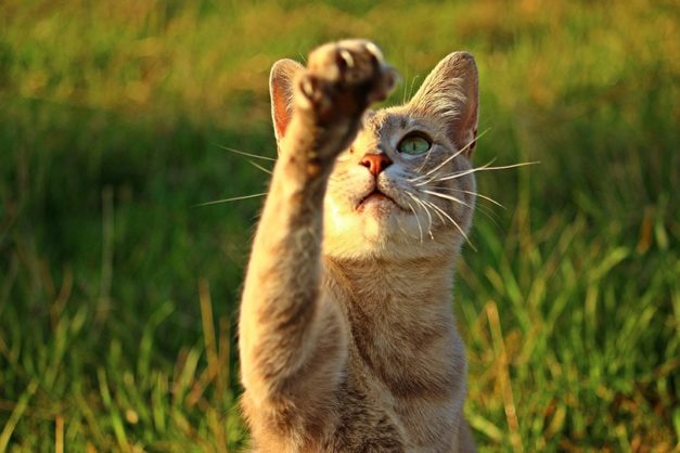 Do All Cats Have Retractable Claws? Vet-Approved Feline Anatomy ...