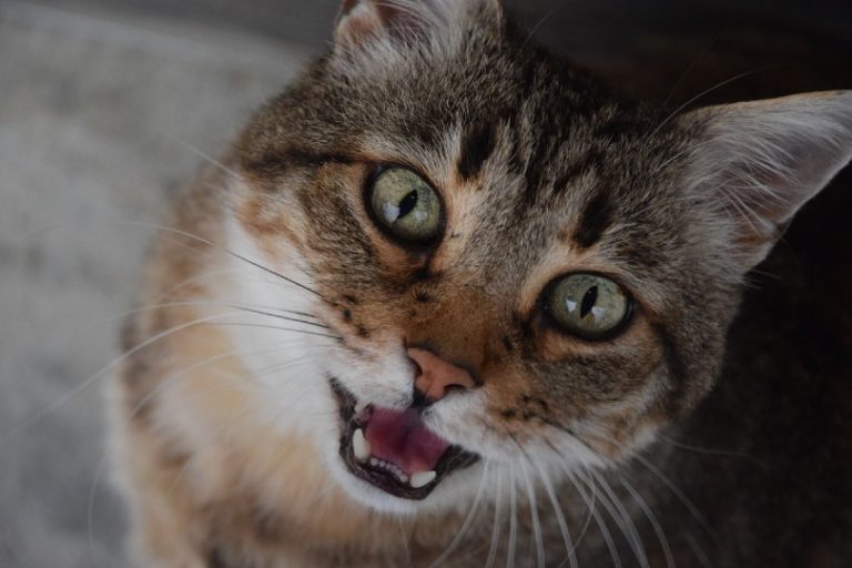 Flehmen Response in Cats: Vet Verified Facts | Hepper Pet Resources