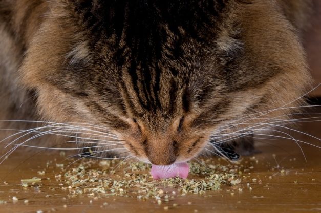 Can Cats Overdose on Catnip? Vet-Reviewed Facts & FAQ | Hepper Pet ...