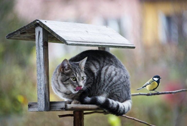 How Do Cats Catch Birds? The 5 Instinctual Steps of the Opportunistic ...