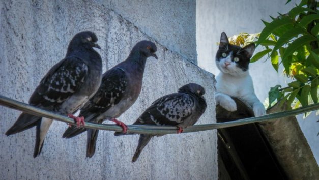 How Do Cats Catch Birds? The 5 Instinctual Steps of the Opportunistic ...