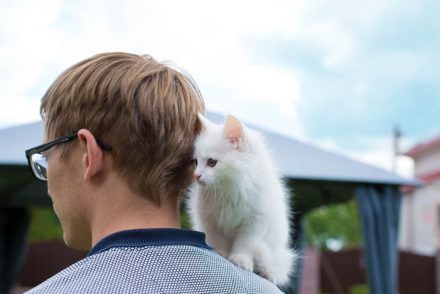 5 Reasons Why Your Cat Sits on Your Shoulder The Surprising Answer ...
