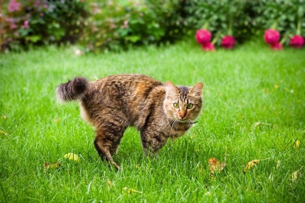 Why Cats Run Away: 11 Reasons & How to Deal With It | Hepper Pet Resources