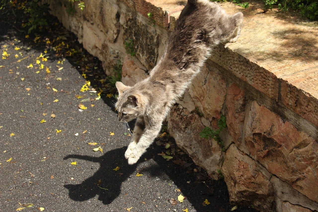 How Do Cats Jump So High? Exploring Their Physiology (Vet-Verified ...
