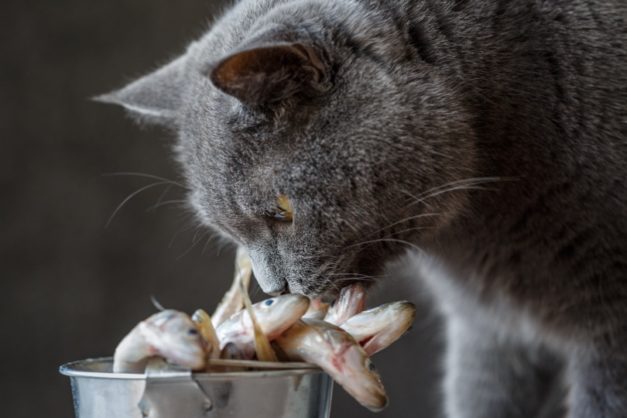What Kinds of Fish Can Cats Eat? Vet-Reviewed Facts & FAQ | Hepper Pet ...