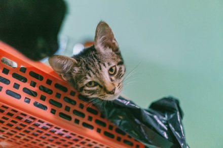Why Do Cats Love to Lick Plastic? 6 Likely Reasons | Hepper Pet Resources