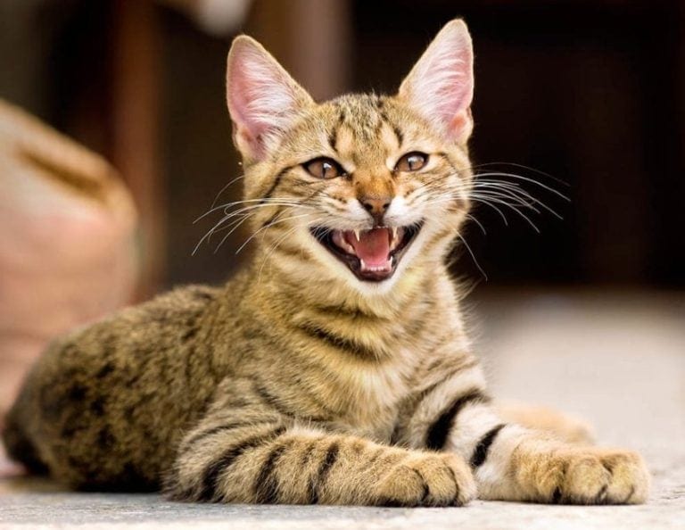 How Many Sounds Can a Cat Make? 7 Common Vocalizations | Hepper Pet ...
