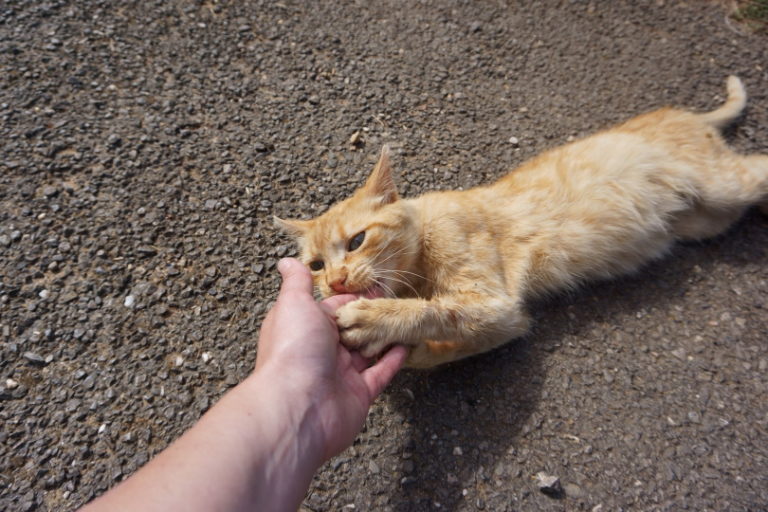 Why Do Cats Bob Their Heads? 7 Reasons for This Behavior (Vet-Reviewed ...