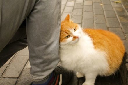 Why Do Cats Rub Their Faces on Things? 6 Likely Reasons | Hepper Pet ...