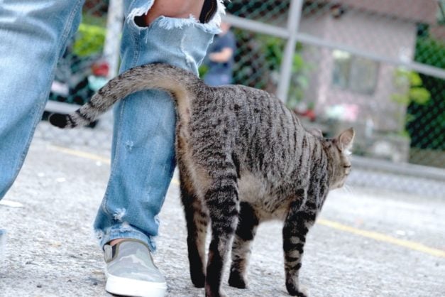 How Do Cats Show Affection? 16 Signs That Your Cat LOVES You | Hepper ...
