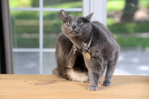 Do Mosquitoes Bite Cats? Science-Based Facts & FAQ | Hepper Pet Resources