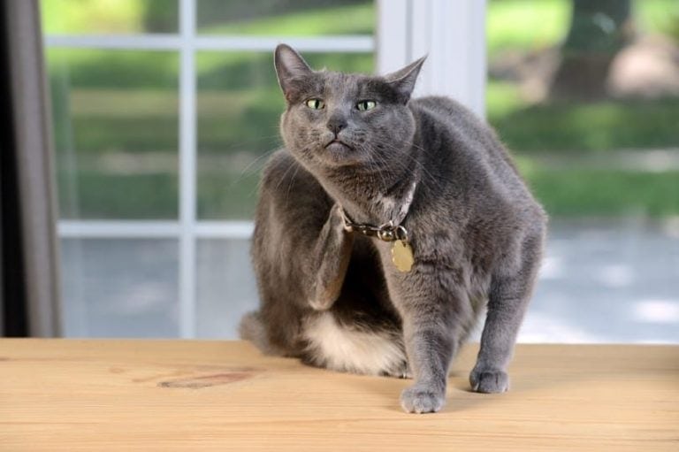 Why Does My Cat Pull His Hair Out? 7 Reasons (Vet Answer) | Hepper Pet ...