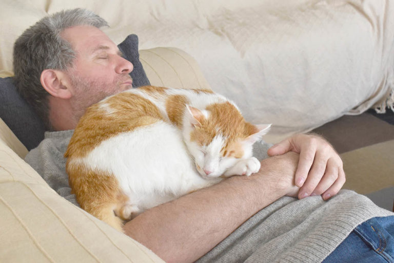 17 Typical Cat Sleeping Positions Explained (With Pictures ...