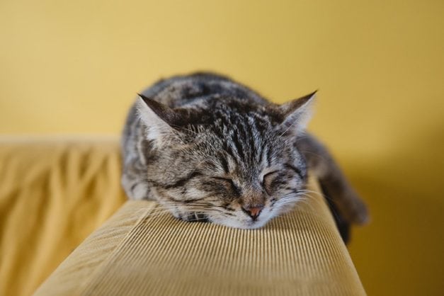 Why is My Cat Twitching in Their Sleep? 3 Vet-Verified Reasons | Hepper ...
