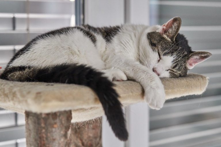 Why is My Cat Twitching in Their Sleep? 3 Vet-Verified Reasons | Hepper ...