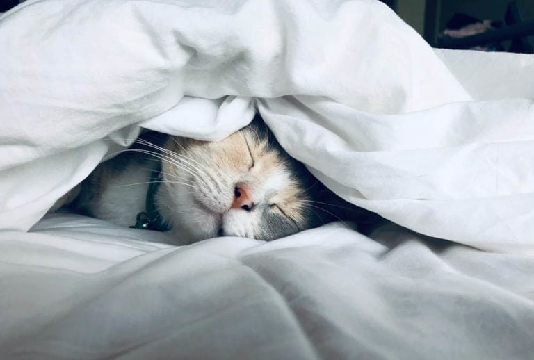 Why Is My Cat Suddenly Sleeping in Weird Places? 4 Possible Reasons ...