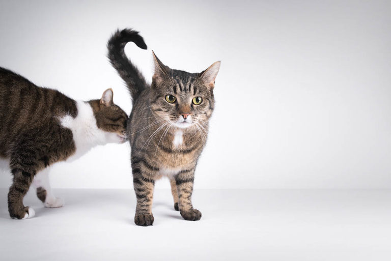 Why Your Cat’s Butt is Red: 6 Vet-Reviewed Reasons | Hepper Pet Resources