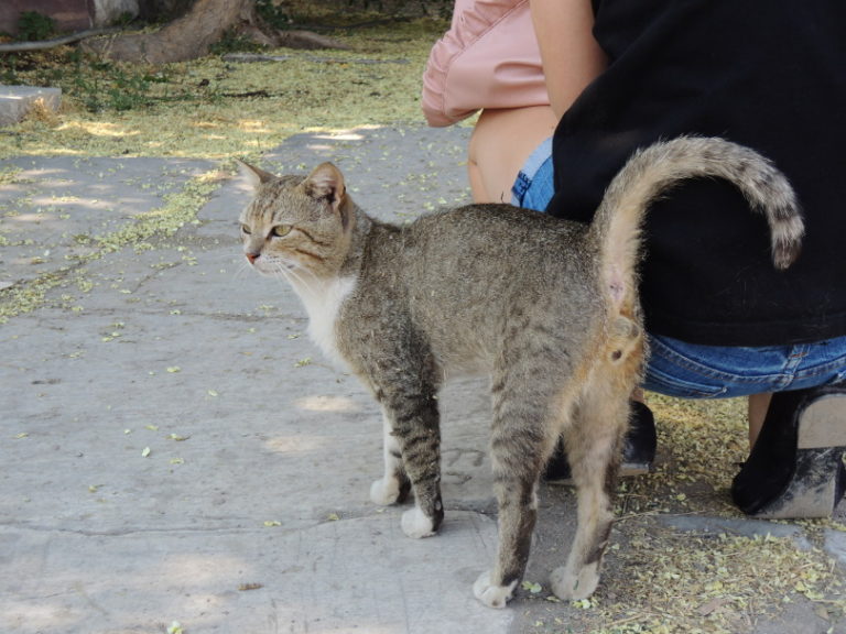 How Do Cats Show Affection? 16 Signs That Your Cat LOVES You | Hepper ...