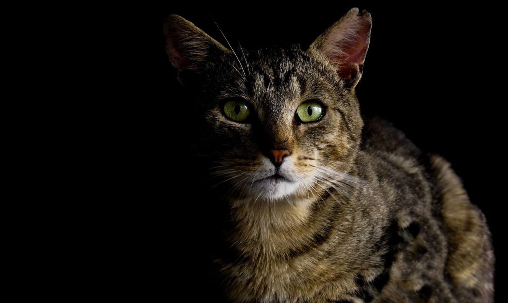 Why Do Cats’ Eyes Glow in the Dark? Science-Based Facts & FAQ | Hepper ...