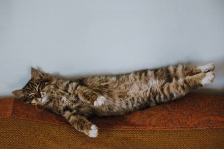 Why Do Cats Roll Around on Their Backs? 5 Typical Reasons | Hepper Pet ...