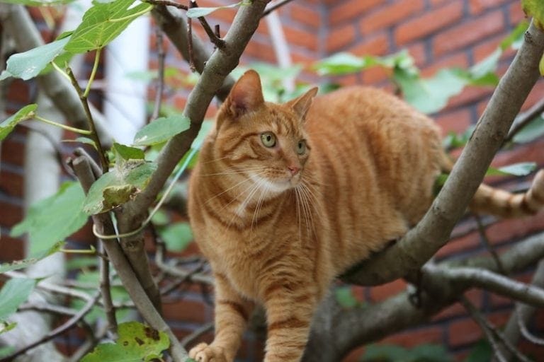 How To Get a Cat Out of a Tree: 8 Possible Ways | Hepper Pet Resources