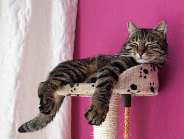 How to Tell if Your Cat Has a Broken Tail: 6 Vet Approved Signs ...