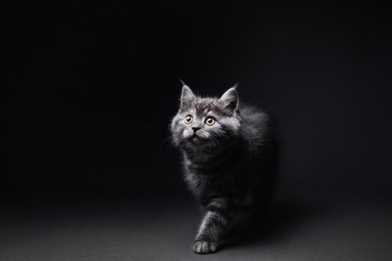 10 Cat Photography Ideas For Your Next Photoshoot (With Pictures ...