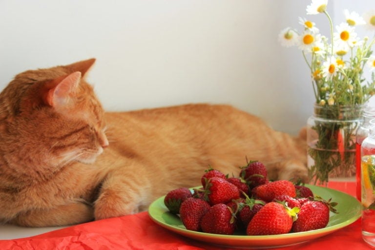 10 Smells That Attract Cats: Vet Approved Scents Your Kitty Will Love ...