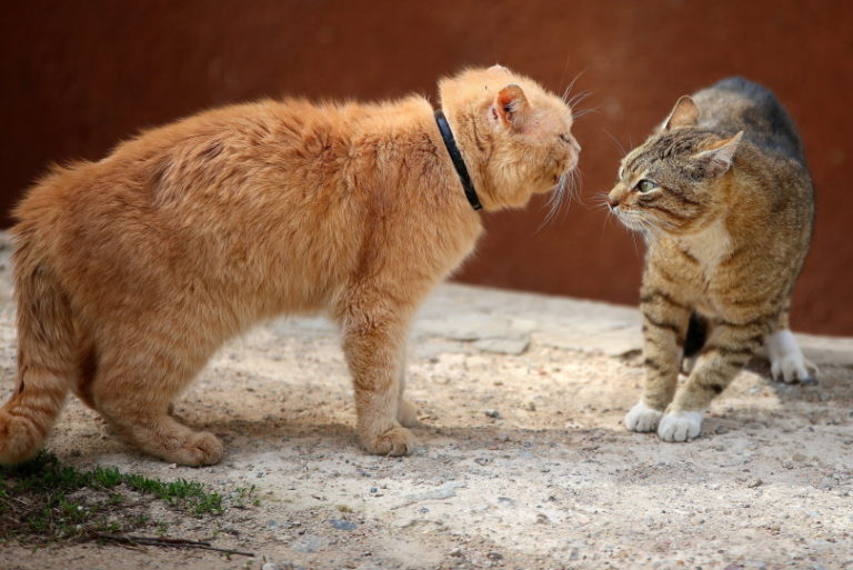 How to Stop My Cat from Bullying My Other Cat: Vet-Approved Solutions ...
