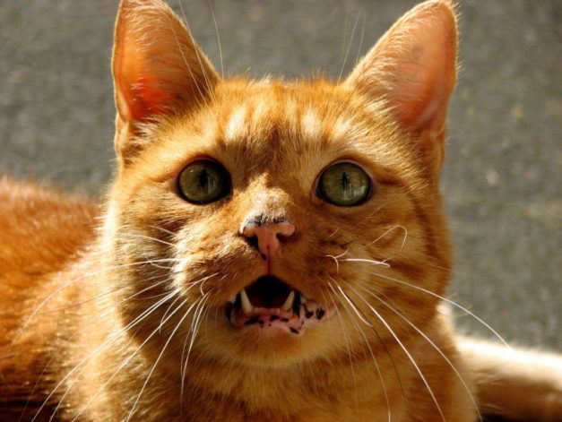 Flehmen Response in Cats: Vet Verified Facts | Hepper Pet Resources
