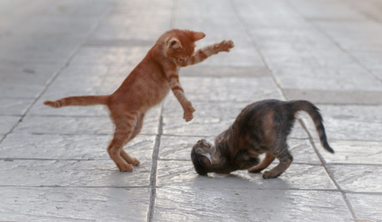 Why Do Cats Fight? 4 Main Reasons & How to Prevent It | Hepper Pet ...