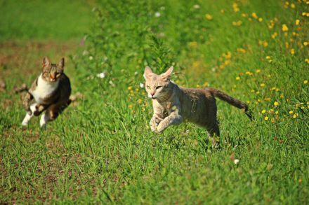 How Fast Can a Cat Run? Fascinating Facts & FAQ | Hepper Pet Resources