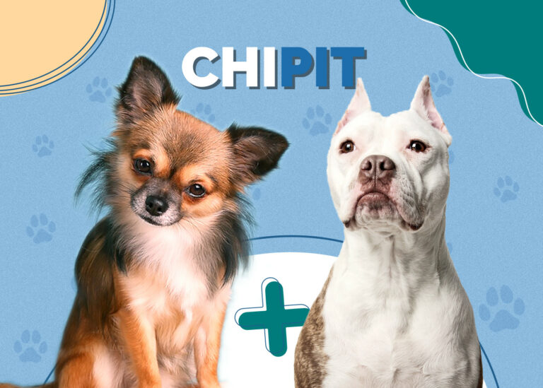 Chipit (Pitbull & Chihuahua Mix): Info, Pictures, Traits | Hepper Pet ...