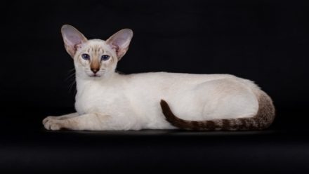Chocolate Point Siamese: Info, Pictures, Origin & History | Hepper Pet ...