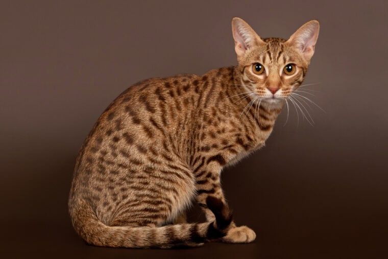 15 Fastest Cats in the World & Their Achievements (Updated in 2025 ...
