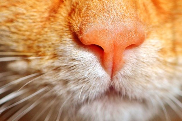 How to Clean a Cat's Nose: 7 Vet-Approved Steps | Hepper Pet Resources