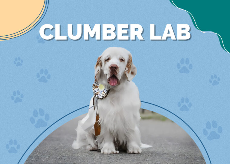 Clumber Lab (Clumber Spaniel & Labrador Mix): Info, Pictures, Traits ...
