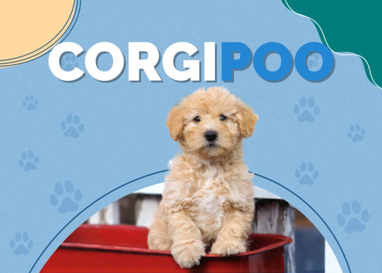 Corgipoo (Corgi & Poodle Mix): Info, Pictures, Facts & Traits | Hepper ...