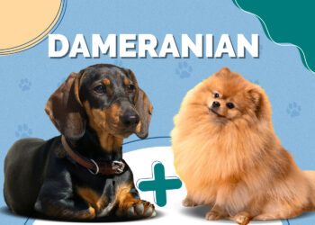 Dameranian (Dachshund & Pomeranian Mix): Info, Pictures, Facts | Hepper ...