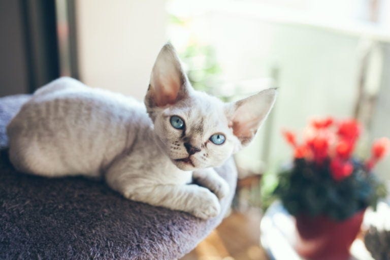 17 Common Devon Rex Cat Health Problems: Vet Approved Facts | Hepper ...