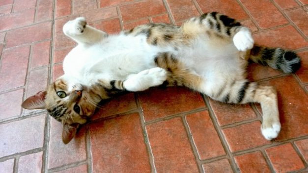 Why Do Cats Roll Around on Their Backs? 5 Typical Reasons | Hepper Pet ...