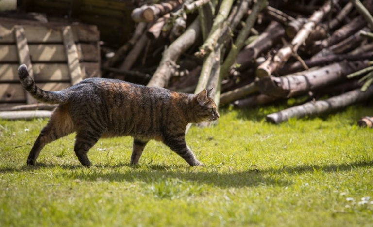 Why Cats Run Away: 11 Reasons & How to Deal With It | Hepper Pet Resources