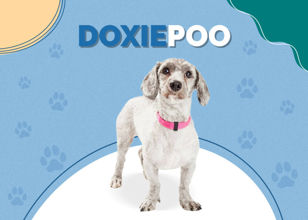 Doxiepoo (Dachshund & Toy Poodle Mix): Info, Pictures & Traits | Hepper ...
