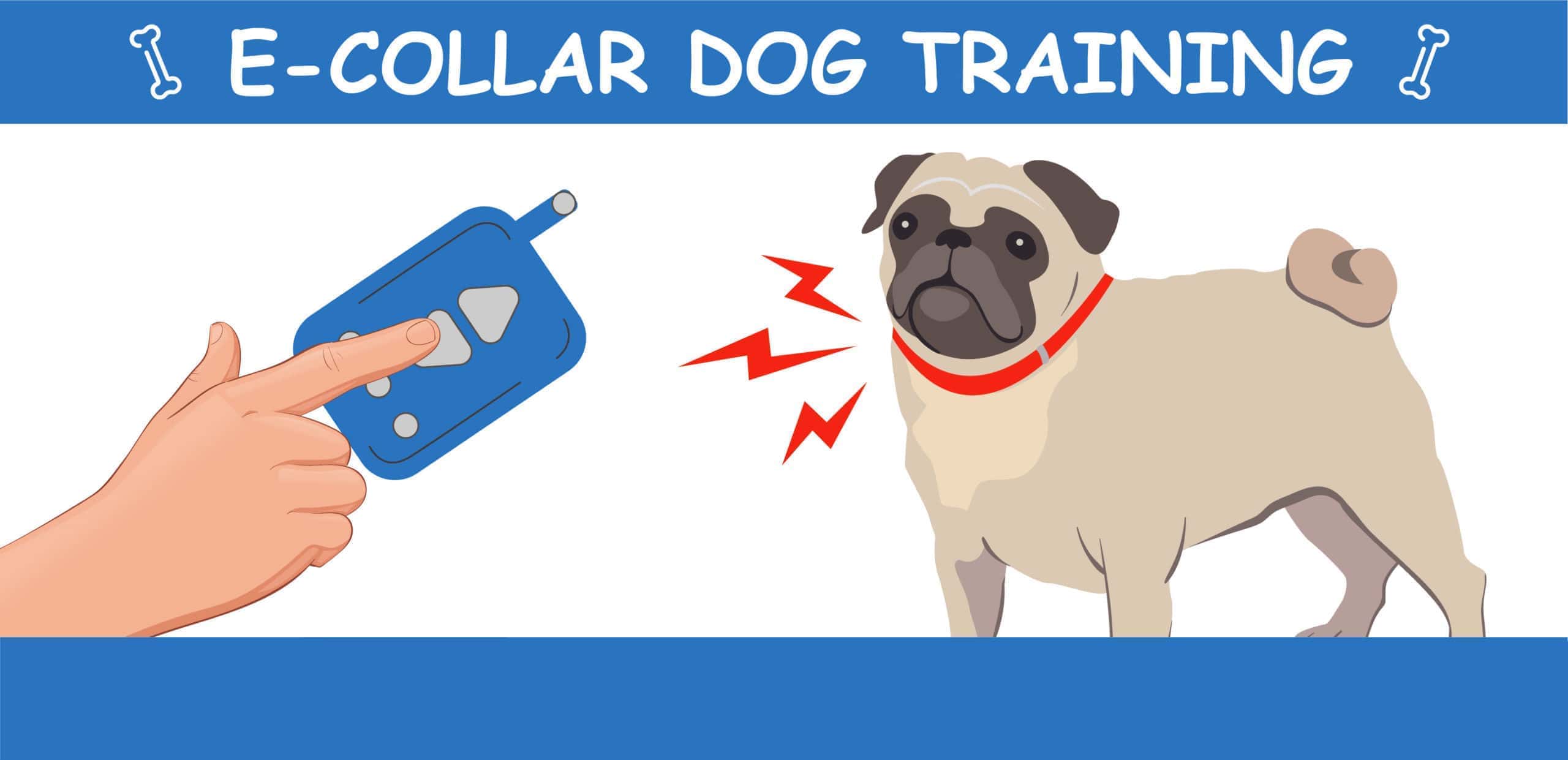 Types of Dog Training - 7 Proven Methods | Hepper Pet Resources