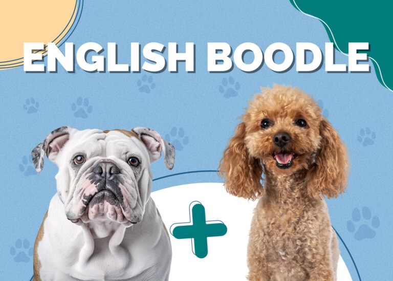 English Boodle (English Bulldog & Poodle Mix): Info, Pictures & Facts ...