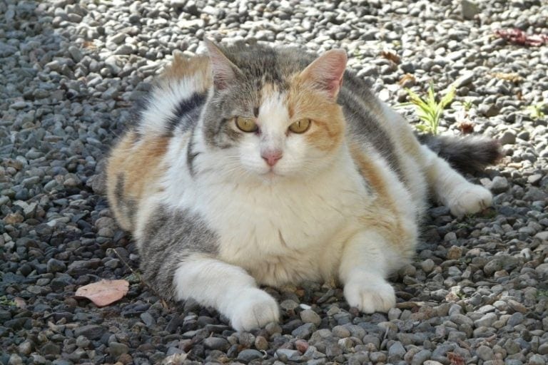 Is My Cat Fat or Pregnant? Vet-Approved Ways to Tell (With Pictures ...