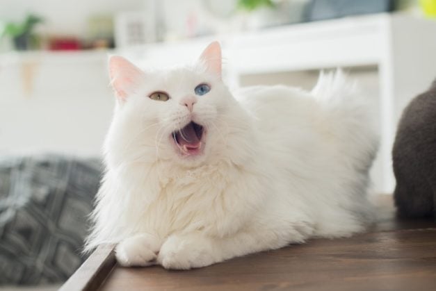 11 Incredible White Cat Facts You'll Be Surprised to Learn | Hepper Pet ...