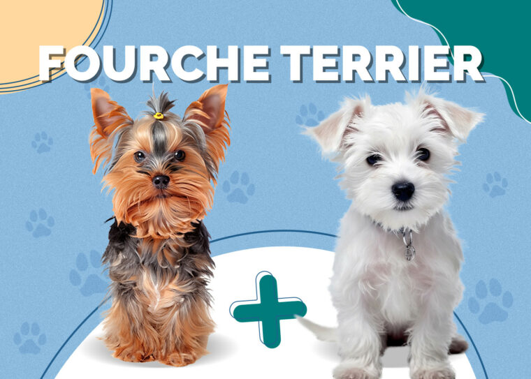 Fourche Terrier (Westie & Yorkie Mix): Info, Pictures, Facts, Traits ...
